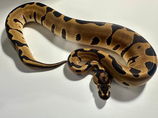 Super Blade Leopard Het Clown Ball Python by Wild West Pythons