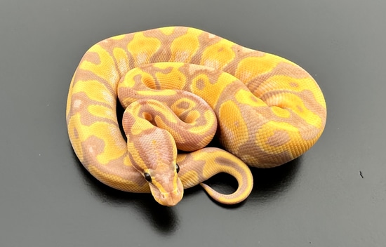 Orange Dream Banana Enchi Het Pied Ball Python by Wild West Pythons