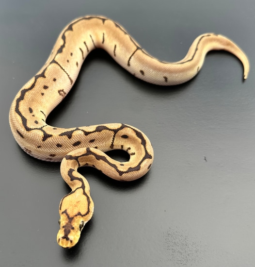 Spider Clown Ball Python by Wild West Pythons