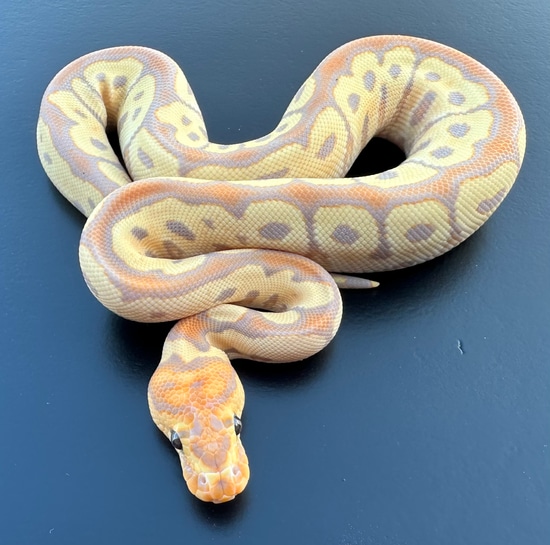 Banana Clown Ball Python by Wild West Pythons