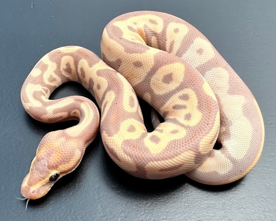 Banana Leopard Het Clown Ball Python by Wild West Pythons
