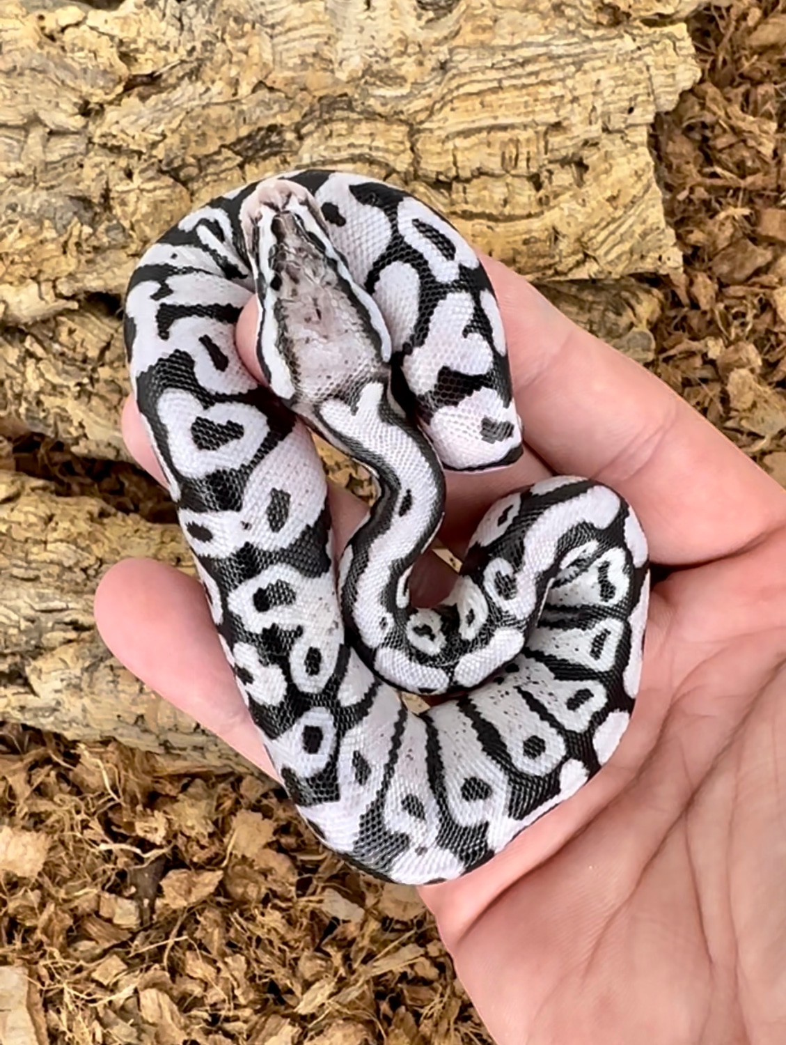 Pastel Spotnose Axanthic Vpi 100% Het Clown Ball Python by Castle ...