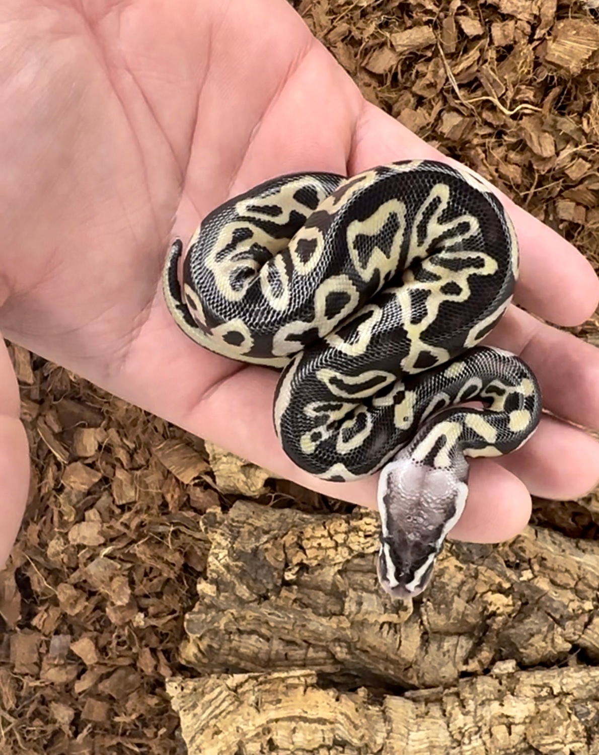 Pastel Spotnose Double Het Axanthic Vpi Clown Ball Python by Castle ...