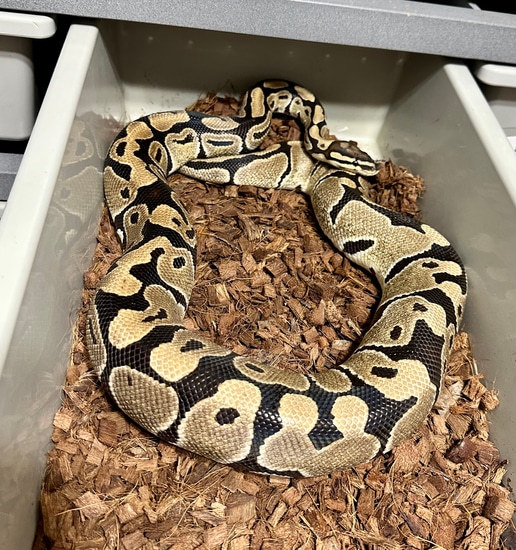 Double Het Vpi Axanthic Clown Ball Python by Castle Constrictors