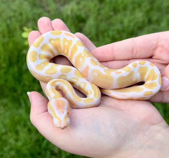Candino 50% Het Pied (One 👁️!) Ball Python by Castle Constrictors