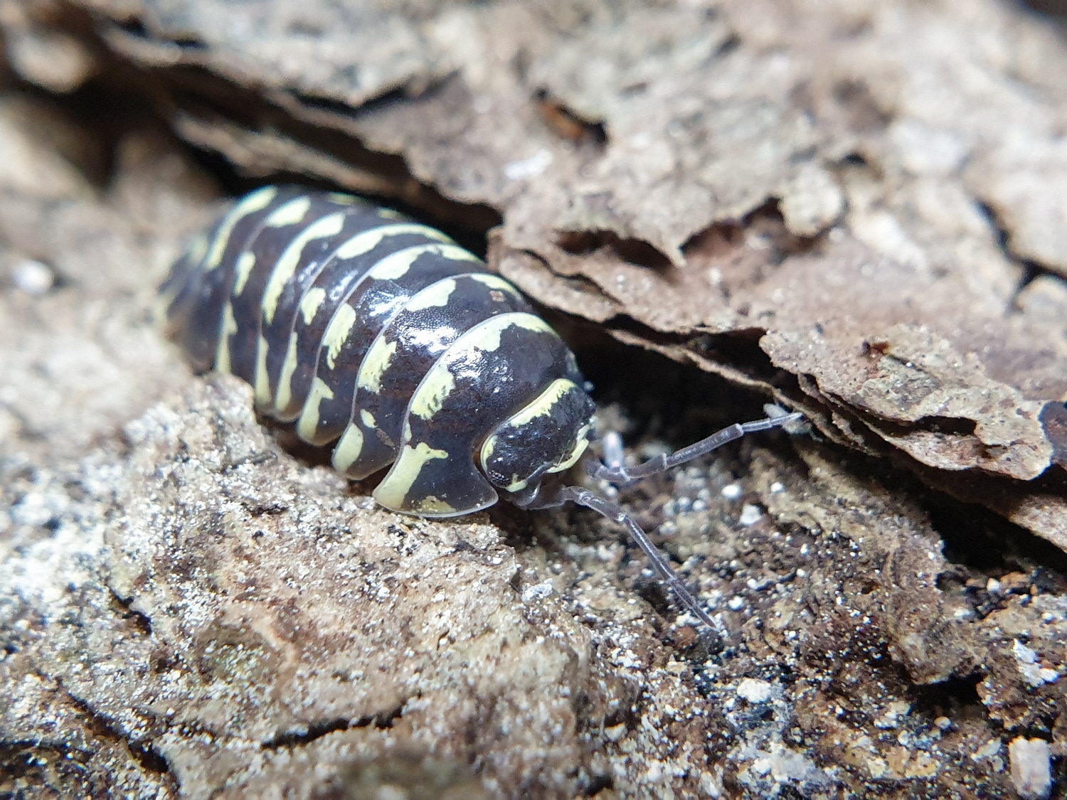Armadillidium Maculatum Yellow Zebra Isopod by Castle_of_pods_and_pedes ...