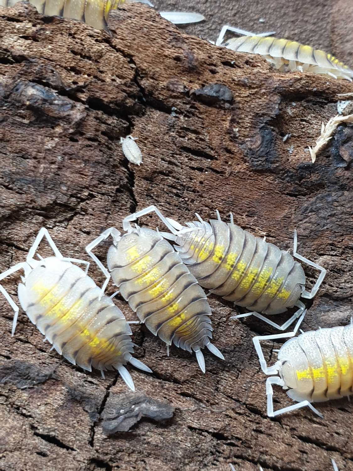 Porcellio Bolivari "Yellow Ghost Isopod by Castle_of_pods_and_pedes ...