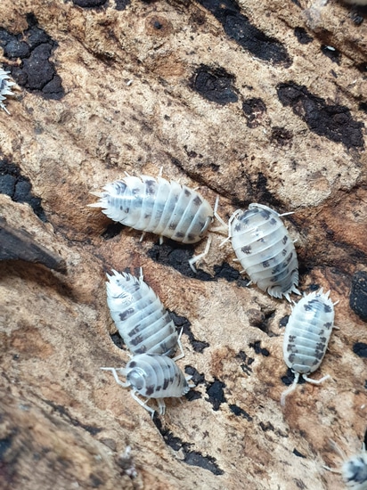 Porcellio Laevis "Dairy Cow Isopod by Castle_of_pods_and_pedes