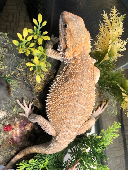 Male Hypo 100% Het Zero 50% Het Trans Witblit Central Bearded Dragon by ...