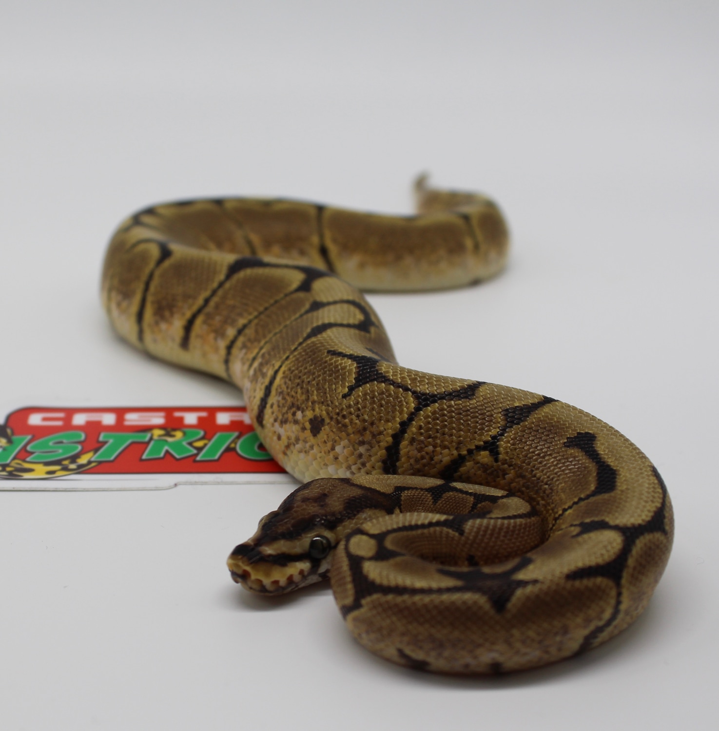 Spider DH Het Vpi & Jolliff + Poss 66% Het Albino Ball Python by Castro ...