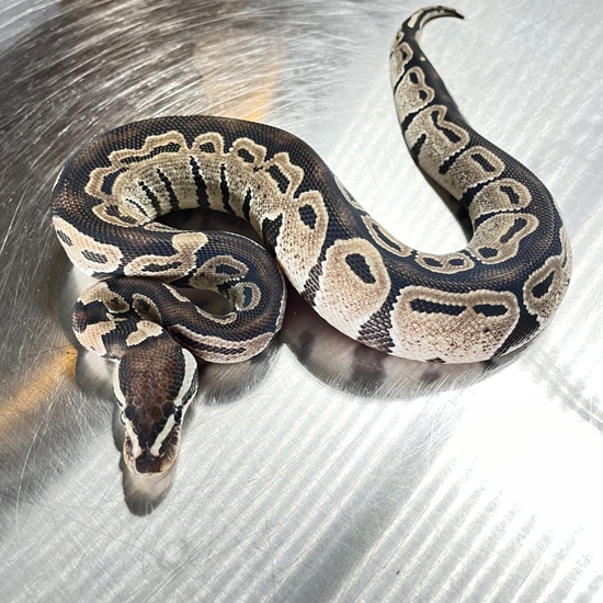 Ball Python Axanthic Jolliff Het Albino by Castro's Constrictors