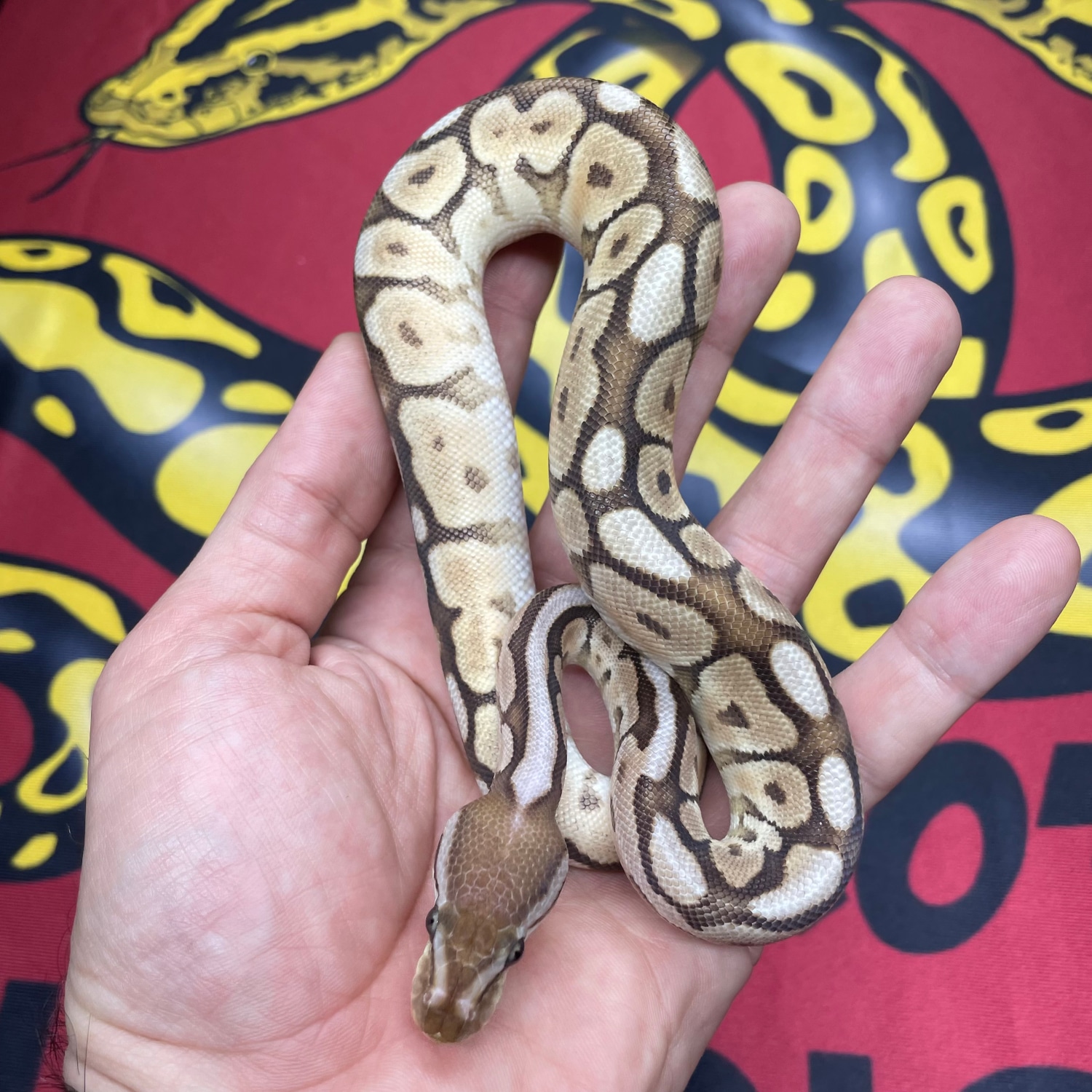 Cinnamon Mojave Ball Python by Castro's Constrictors - MorphMarket