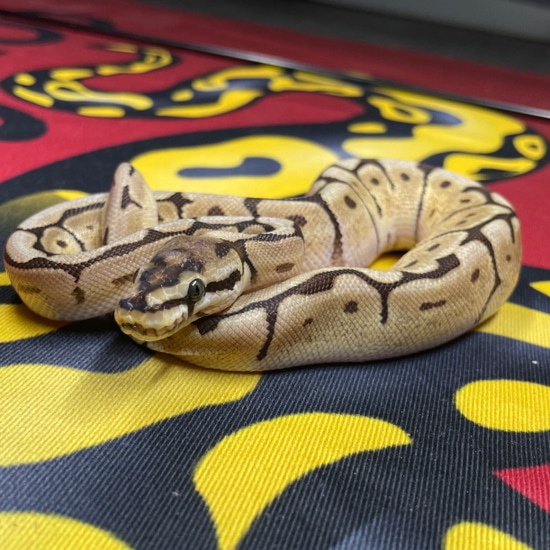 Enchi Mojave Spider Ball Python by Castro's Constrictors - MorphMarket