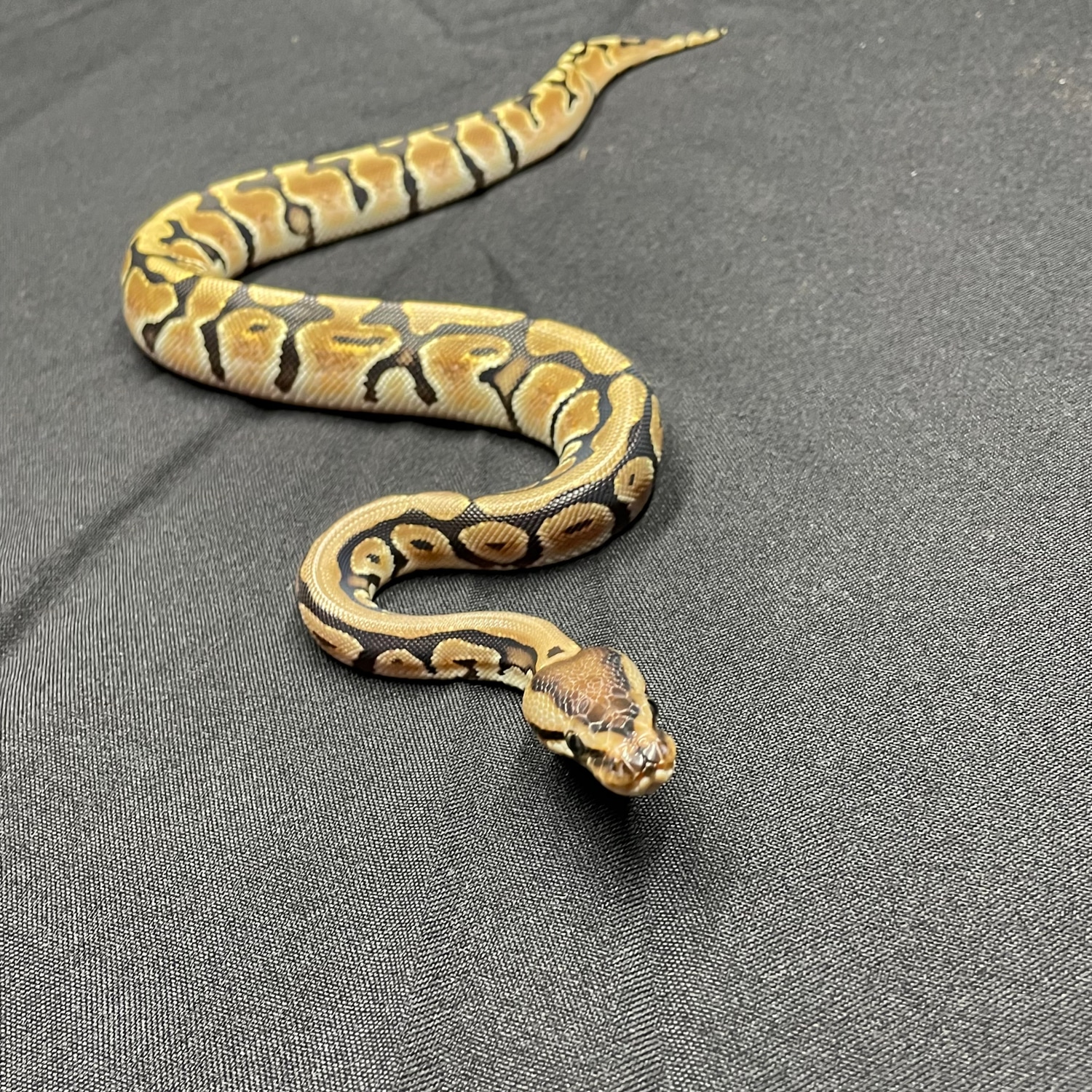Cinnamon Russo Ball Python by Castro's Constrictors - MorphMarket