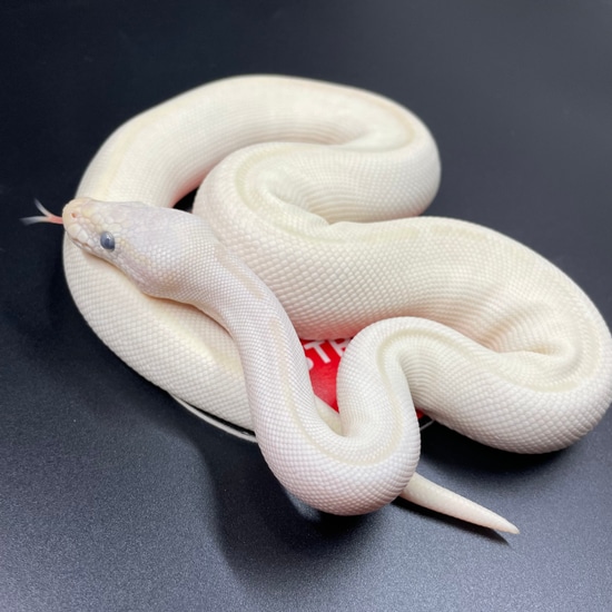 Blue Eyed Lucy Ball Python by Castro's Constrictors - MorphMarket