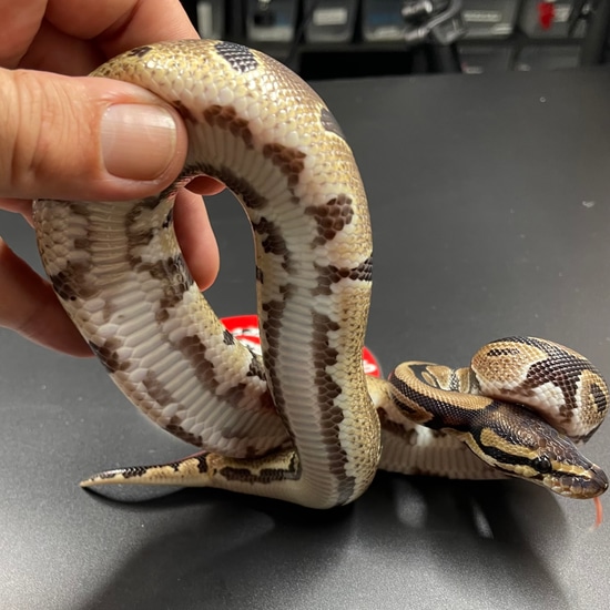 Normal 100% DH VPI Axanthic & Piebald Ball Python by Castro's Constrictors