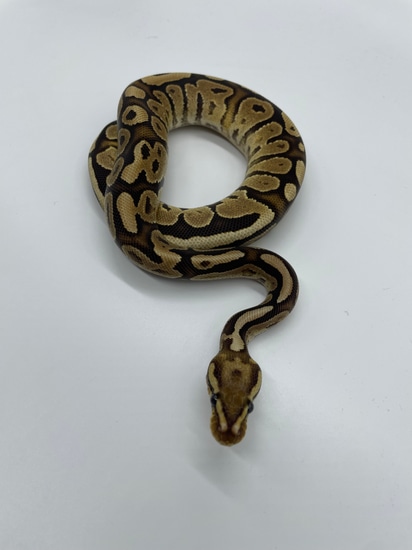 Fire Lesser Ball Python by Castro's Constrictors