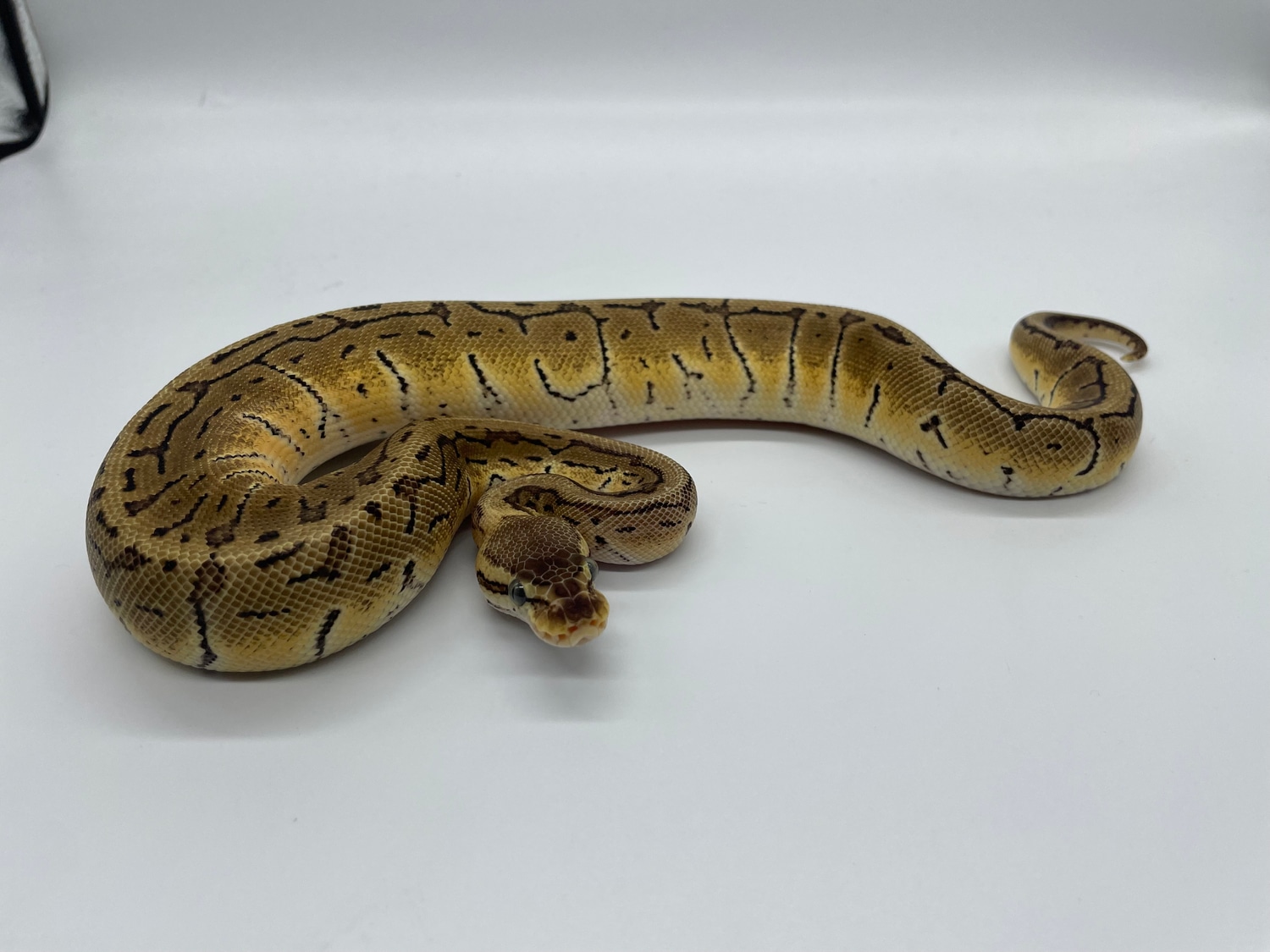 Ghi Pastel Pinstripe Ball Python by Castro's Constrictors - MorphMarket