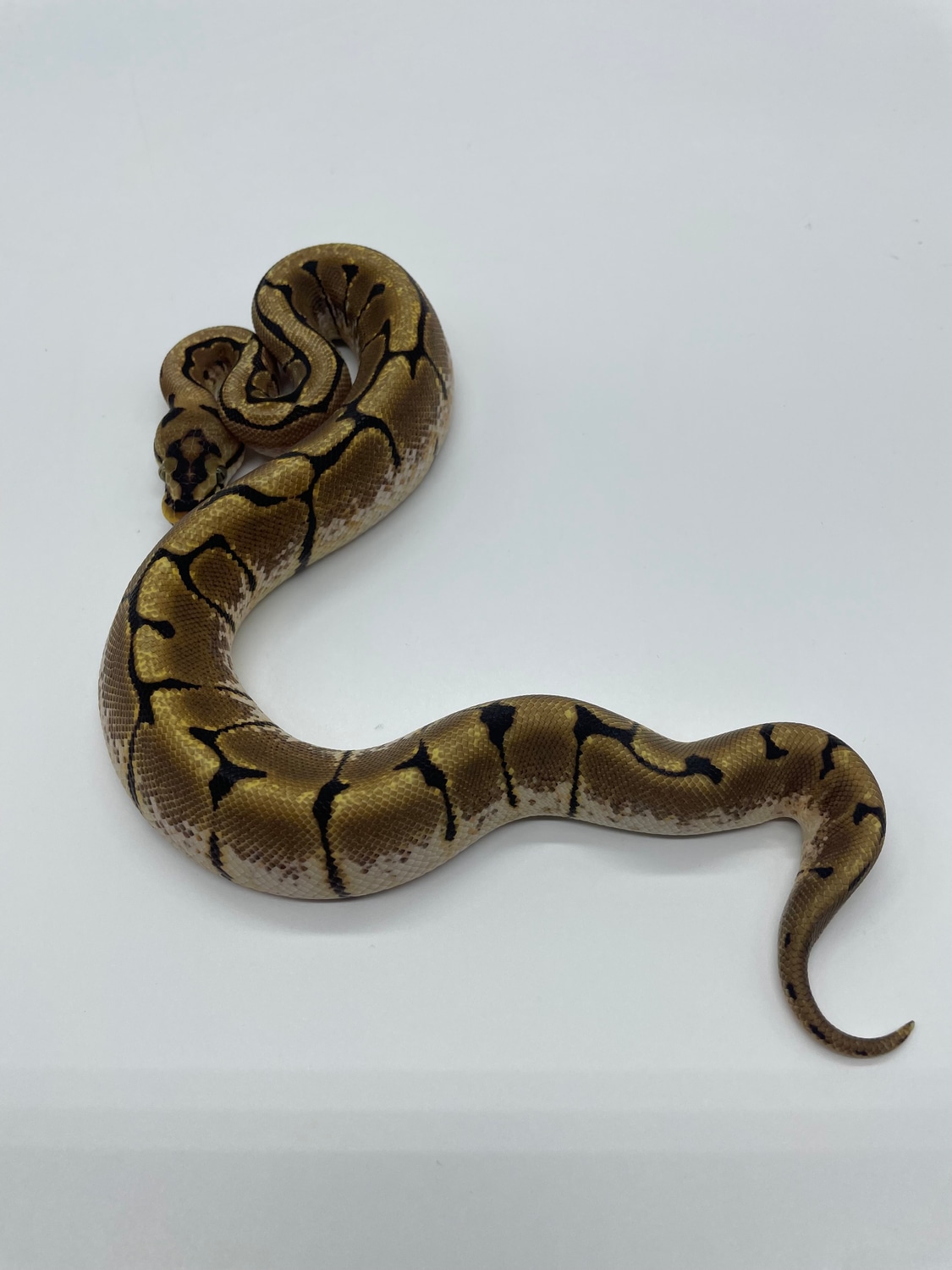 Spider Calico Het Hypo Ball Python by Castro's Constrictors - MorphMarket