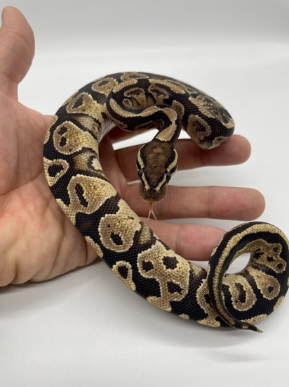Fire Window Poss DG Ball Python by Castro's Constrictors