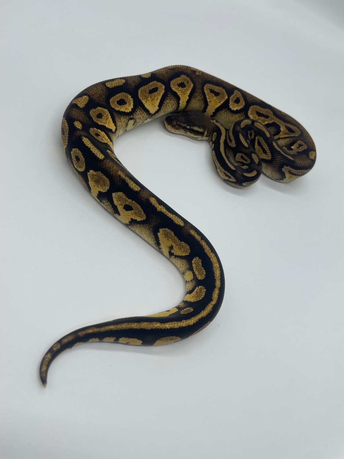 Black Head Pastel Red Gene Het G.Stripe Ball Python by Castro's ...