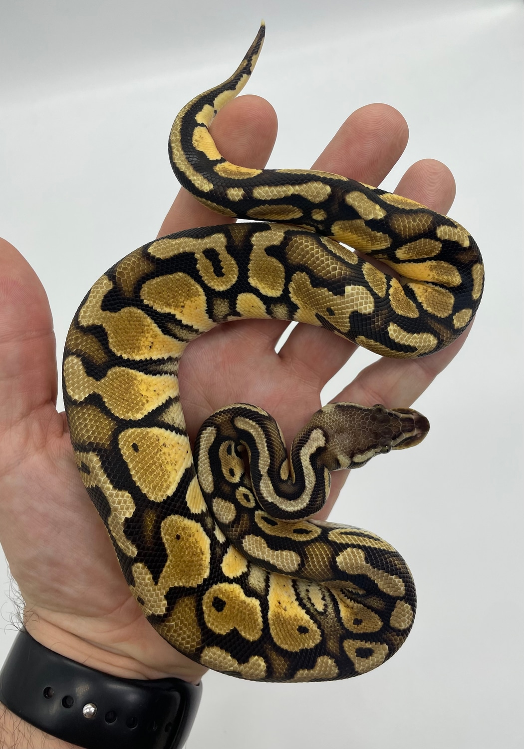 Black Head Pastel Het G.Stripe Ball Python by Castro's Constrictors ...