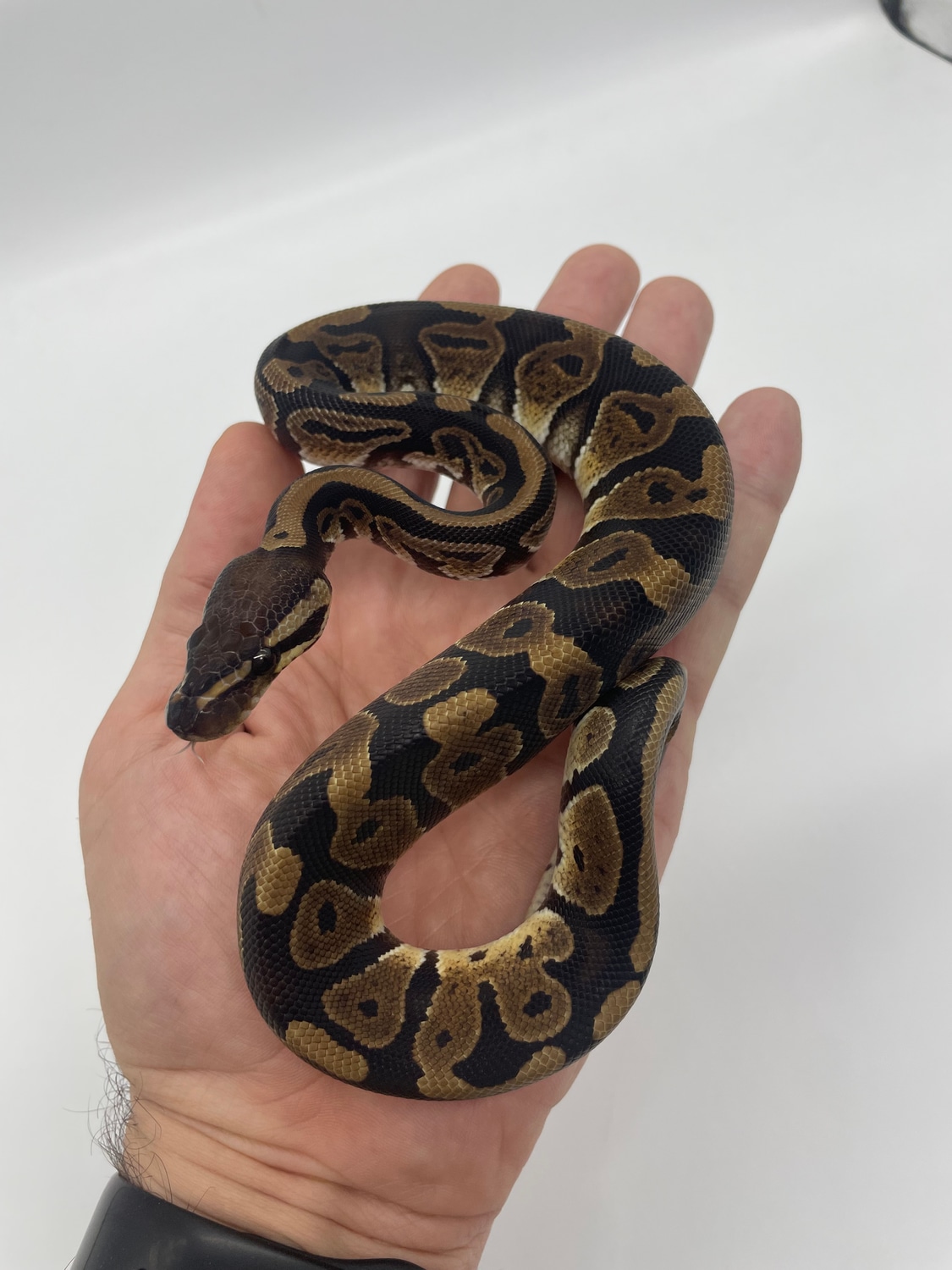 Normal Ball Python by Castro's Constrictors - MorphMarket