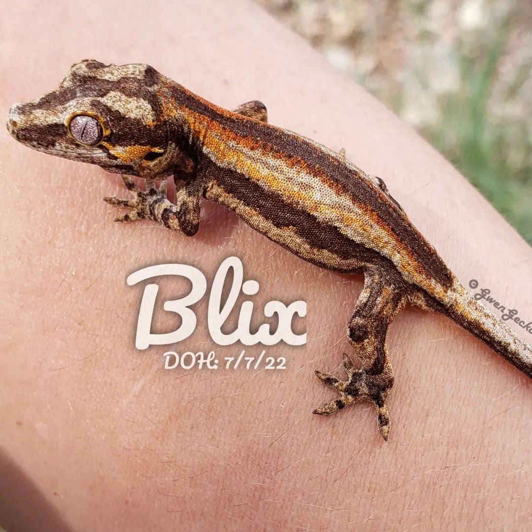 Gargoyle Gecko Clutch: SxI22-1 by GwenGecko - MorphMarket