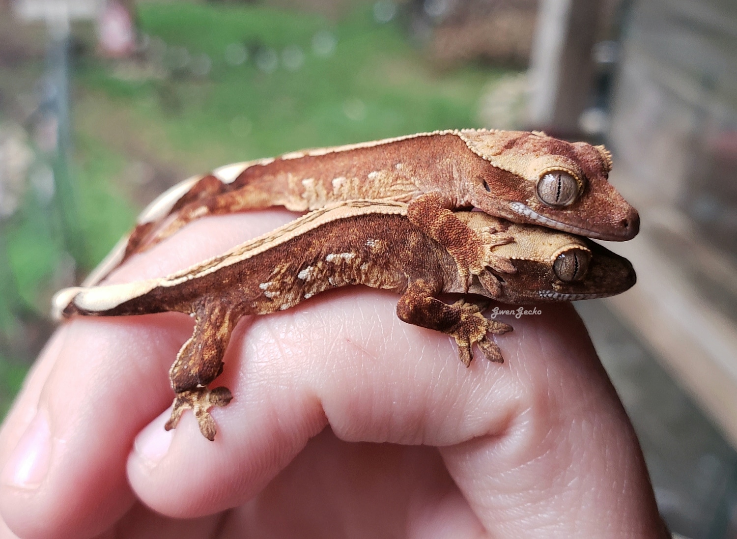 Crested Gecko Clutch: DxH23-3 by GwenGecko - MorphMarket