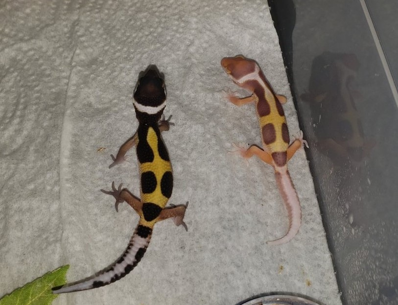 Leopard Gecko Clutch: PxD23-2 by GwenGecko - MorphMarket