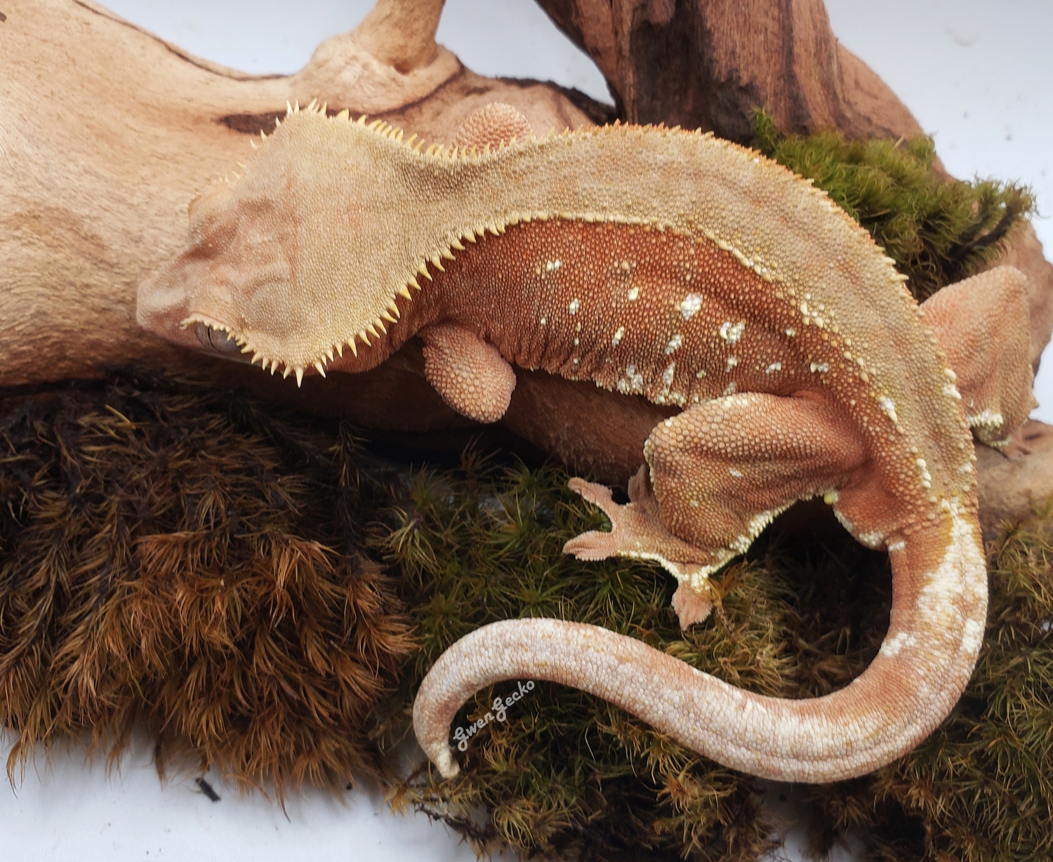 Atreyu, Poss Hypo, Red Phantom Porthole (Harley/bicolor) Crested Gecko ...