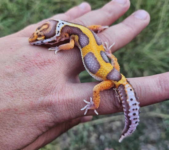 Tangerine Bell Albino ([Clown X Bell] X Lavender Stripe) - 2B Poppy X ...
