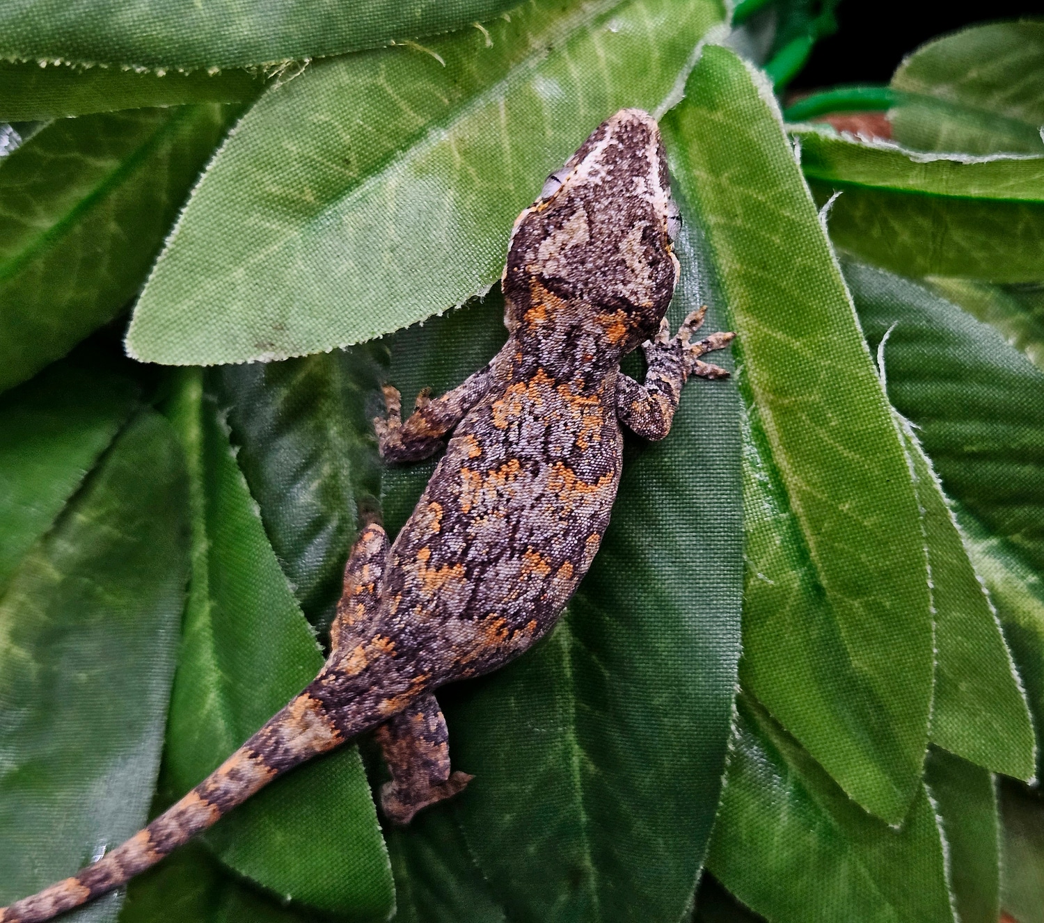 3A Calypso X Chunk Blotch Baby Gargoyle Gecko by GwenGecko - MorphMarket