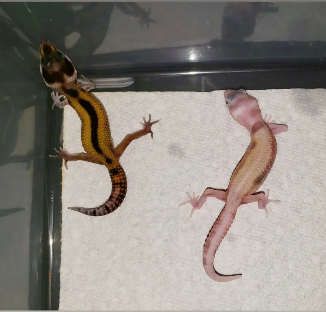 Leopard Gecko Clutch: SxJ23-7 by GwenGecko - MorphMarket