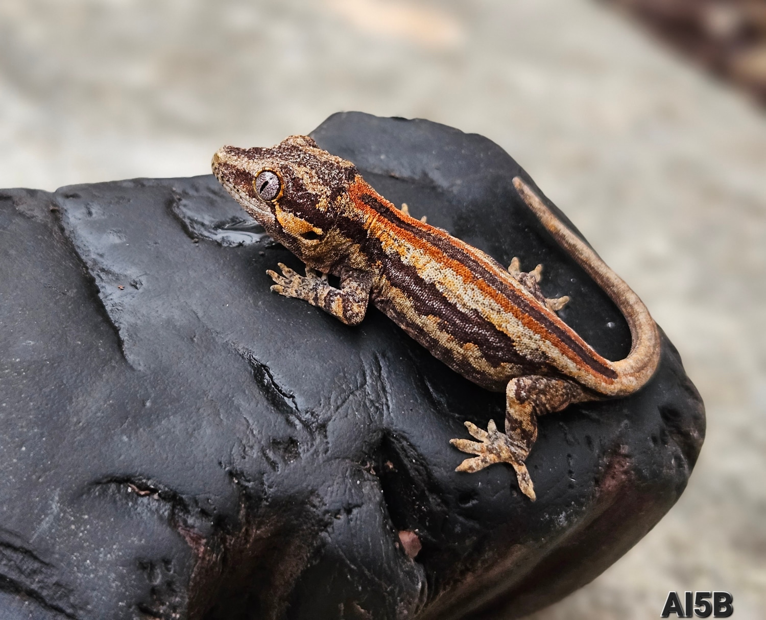5B Auryn X Inigo Baby Gargoyle Gecko by GwenGecko - MorphMarket