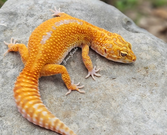 Spookie - Red Diamond X Red Stripe RAPTOR Cross Leopard Gecko by GwenGecko