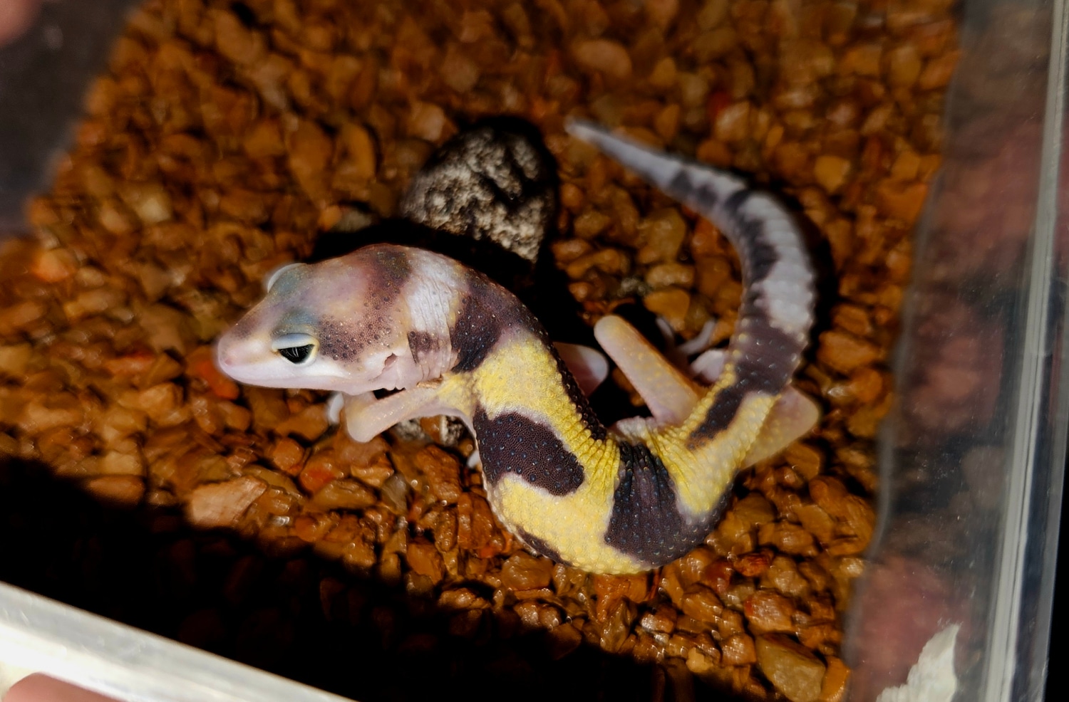 Leopard Gecko Clutch: FxA24-1 by GwenGecko - MorphMarket