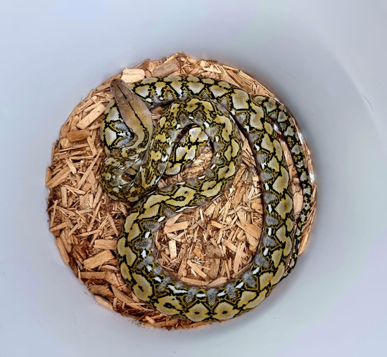 CB21 Pure Kalatoa Super Dwarf Reticulated Python by CateSmeds