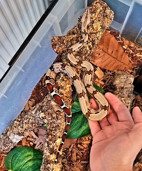 Holdback CB22 Female Suriname Red Tail Boa. True Red-Tailed Boa ...