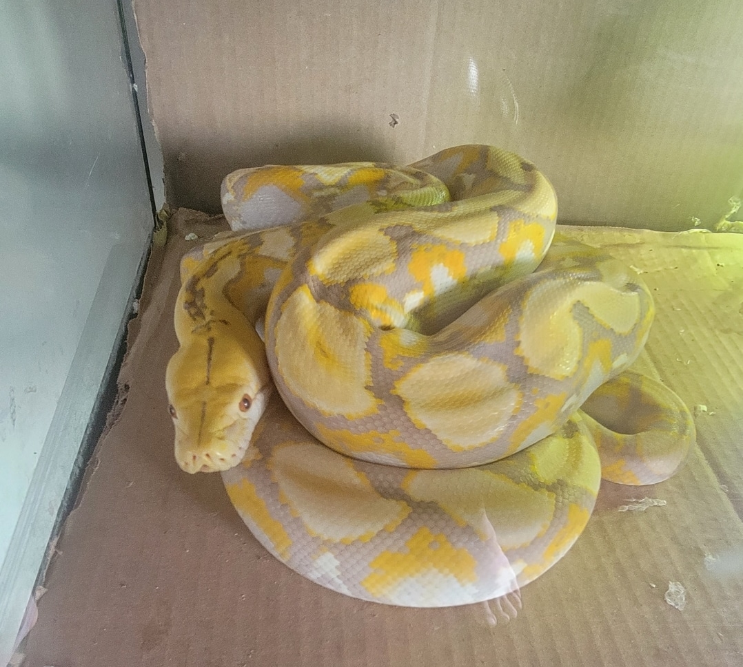Male Purple Sunfire Albino Reticulated Python by Paul's Pythons ...