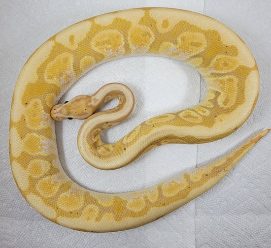 Coral Glow YELLOW BELLY Ball Python by Cathy's Painted Pythons