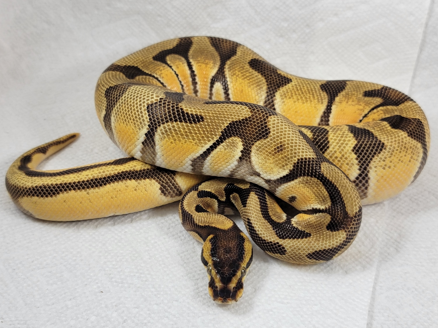 Enchi Orange Dream Yellow Belly Ball Python by Cathy's Painted Pythons ...