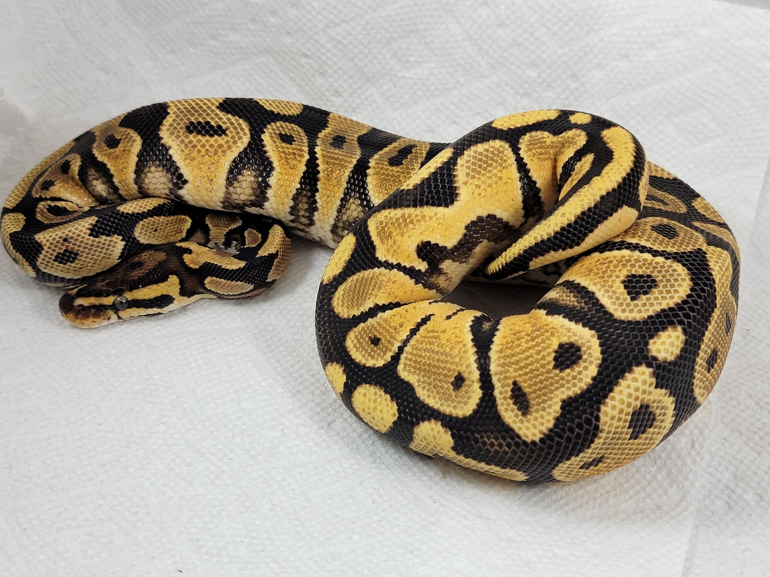 Orange Dream Yellow Belly Ball Python by Cathy's Painted Pythons ...
