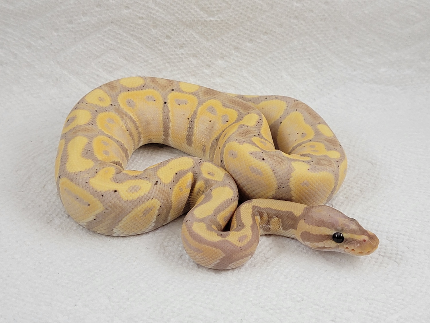 Coral Glow Het Piebald Ball Python by Cathy's Painted Pythons - MorphMarket