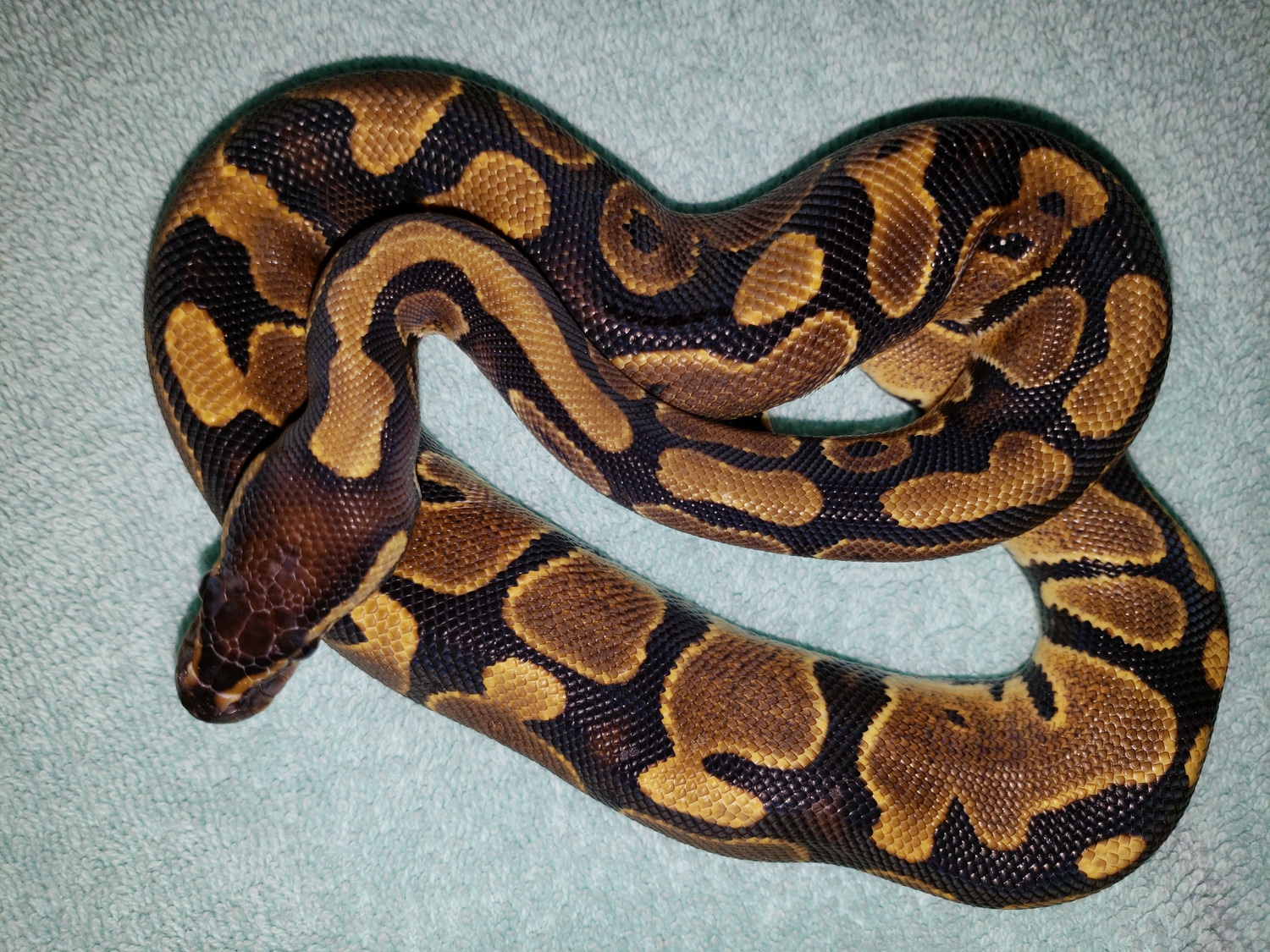 Normal DH Albino Piebald Ball Python by Cathy's Painted Pythons ...