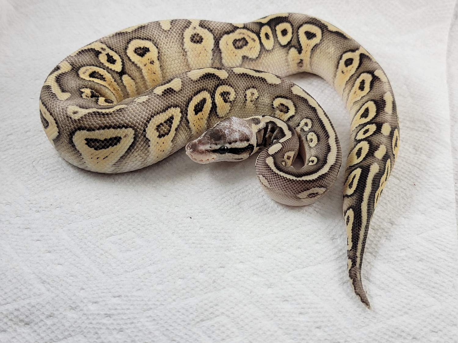Super Pastel GHI Mystic Ball Python by Cathy's Painted Pythons ...