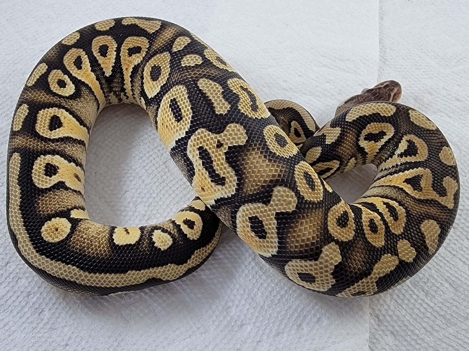 Super Pastel Mojave Ball Python by Cathy's Painted Pythons - MorphMarket
