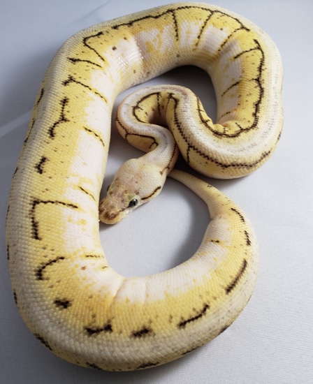 Spinner Blast Ball Python by Cathy's Painted Pythons
