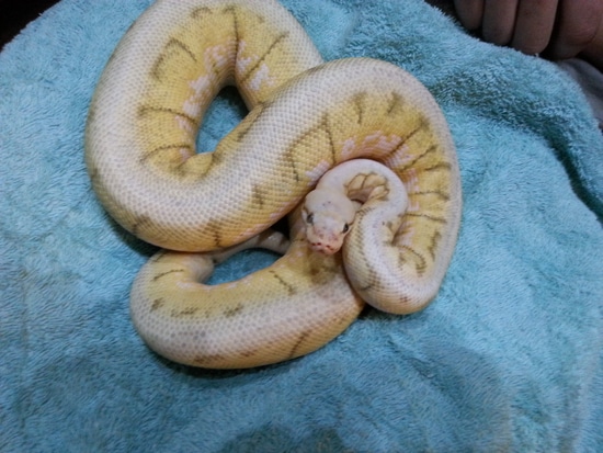 Killer Blast Ball Python by Cathy's Painted Pythons