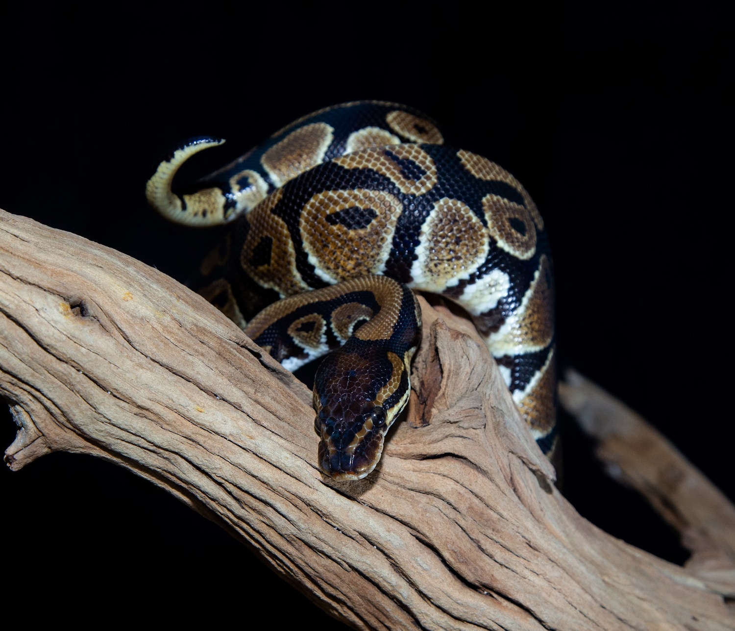 Normal Female Ball Python by Cat's Critters: Exotic Pets - MorphMarket